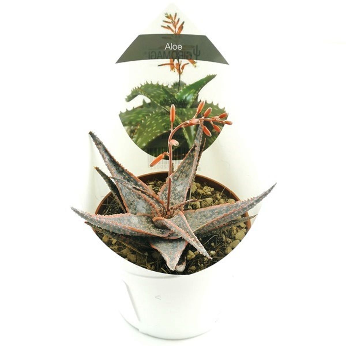 Aloe 'Christmas Carol' — Plant Wholesale FlorAccess