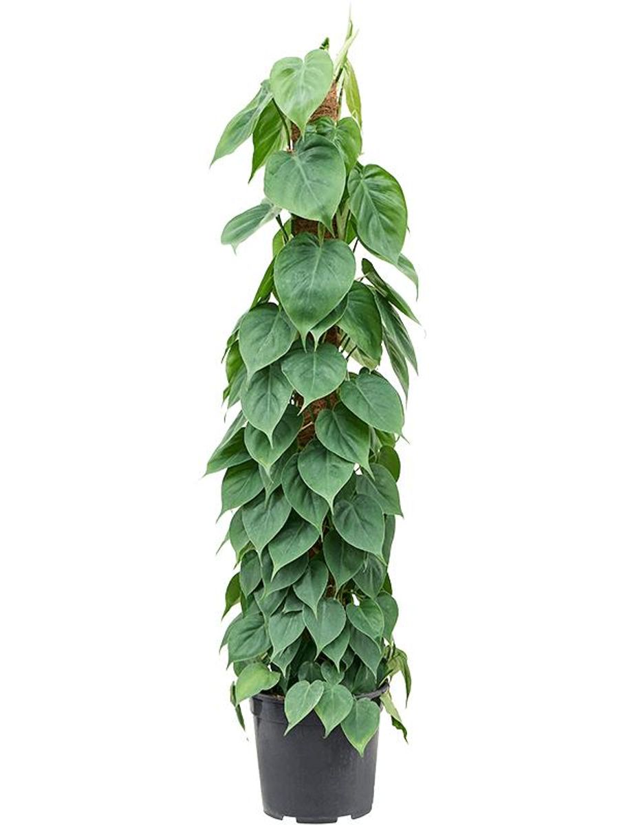 Philodendron scandens — Plant Wholesale FlorAccess