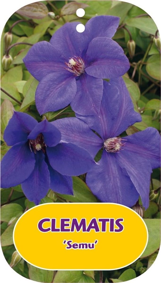 Clematis 'Semu' (LL) — Plant Wholesale FlorAccess