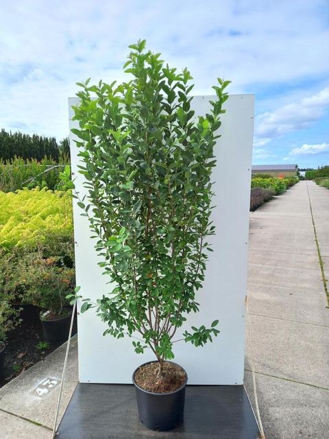 Amelanchier canadensis RAINBOW PILLAR — Plant Wholesale FlorAccess