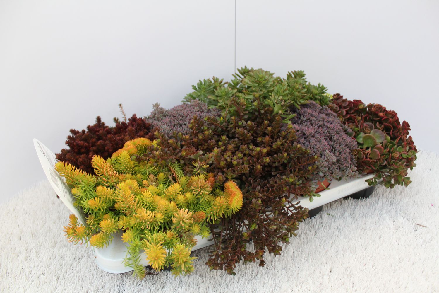 Sedum MIX — Grossiste en Plantes FlorAccess