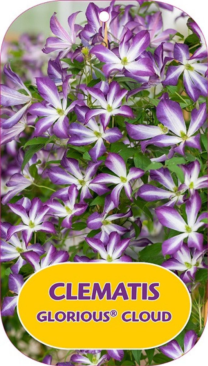 Clematis GLORIOUS CLOUD — Plant Wholesale FlorAccess