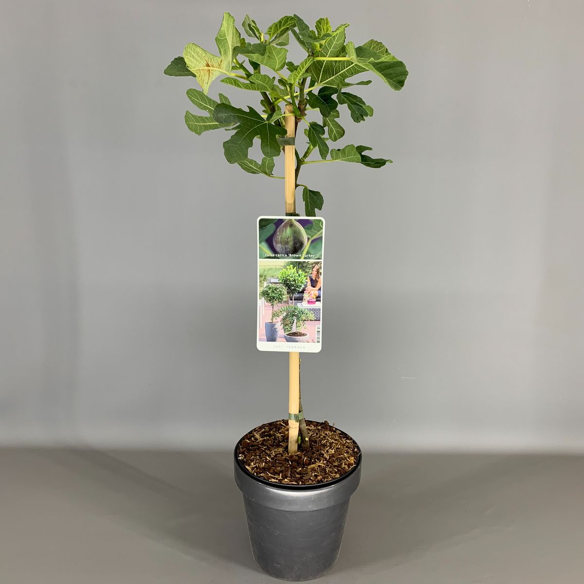 Ficus carica 'Brown Turkey' — Plant Wholesale FlorAccess