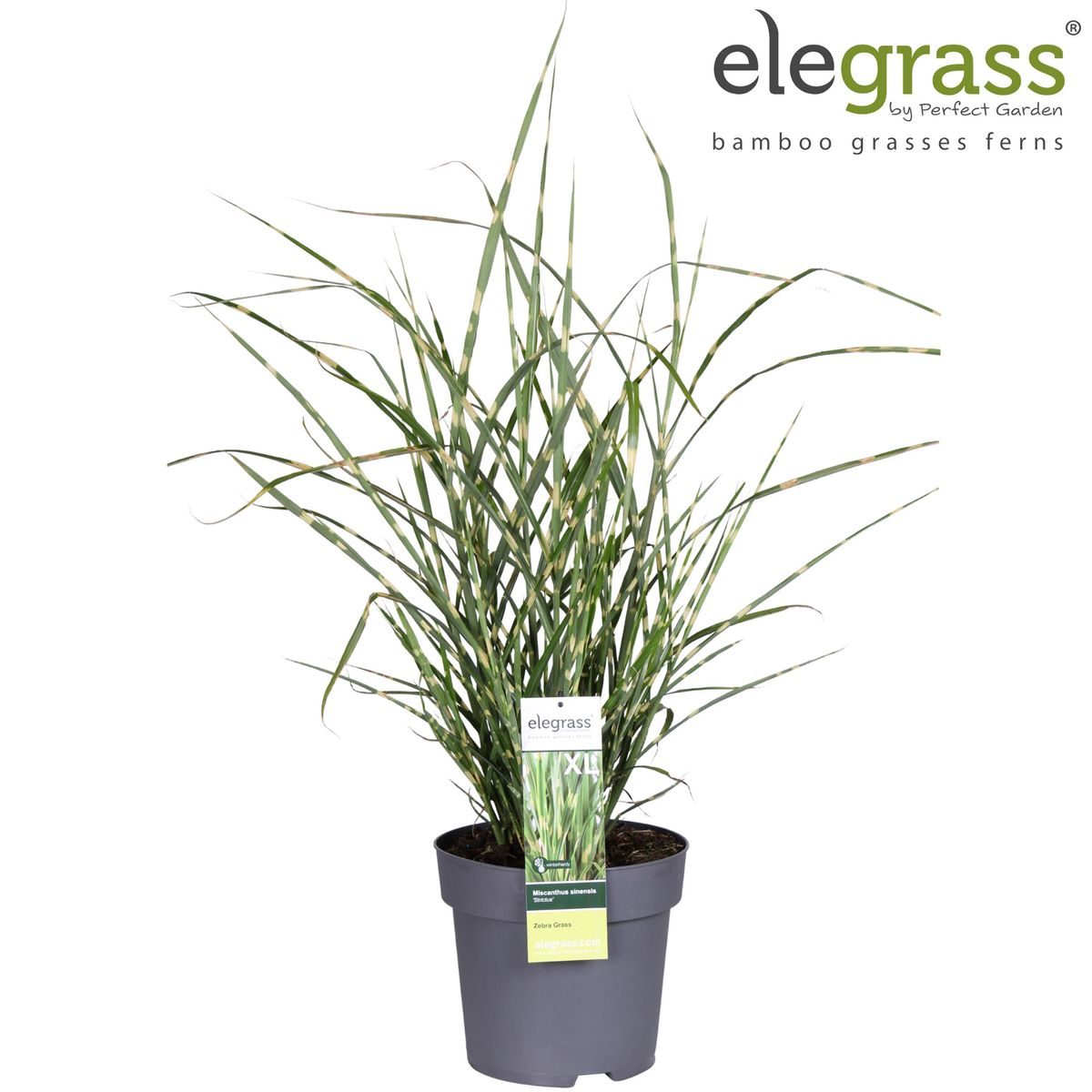 Miscanthus sinensis 'Strictus' — Plant Wholesale FlorAccess