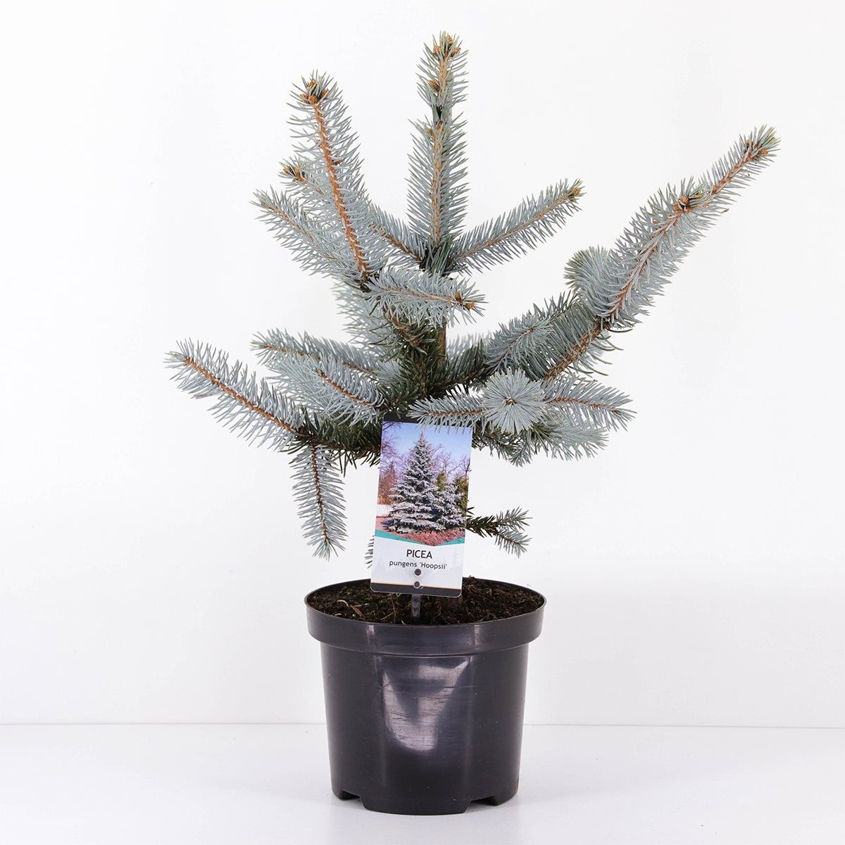 Picea pungens 'Hoopsii' — Plant Wholesale FlorAccess