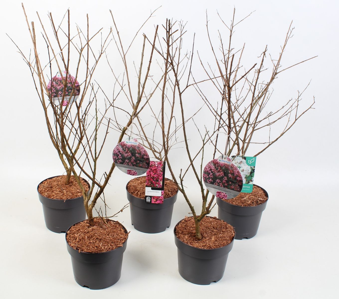 Lagerstroemia indica MIX — Plant Wholesale FlorAccess