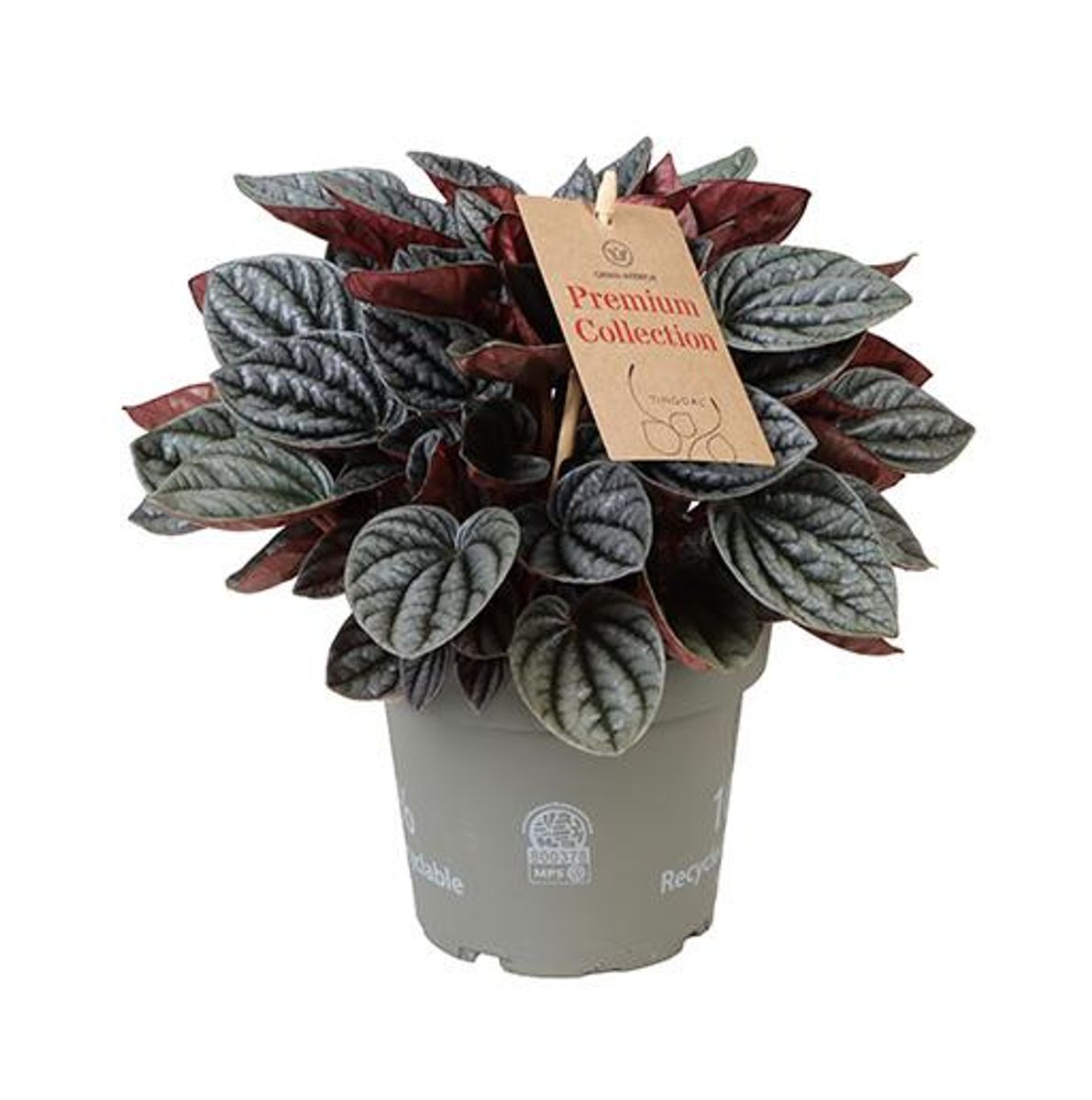 Peperomia caperata 'Caracas' — Plant Wholesale FlorAccess