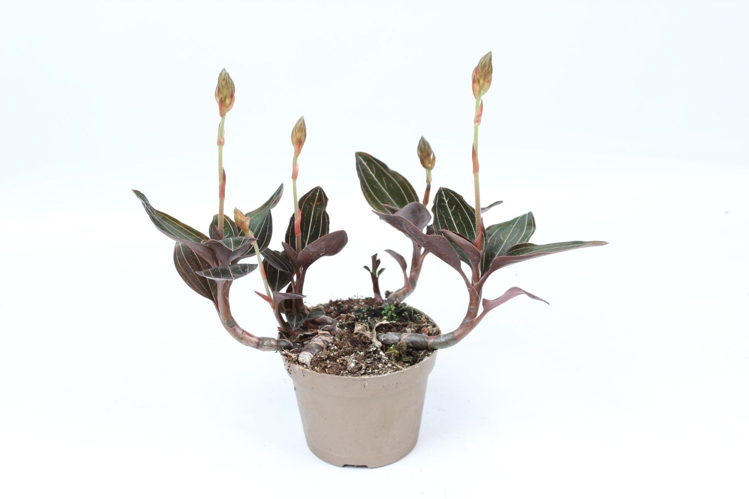 Ludisia discolor — Plant Wholesale FlorAccess