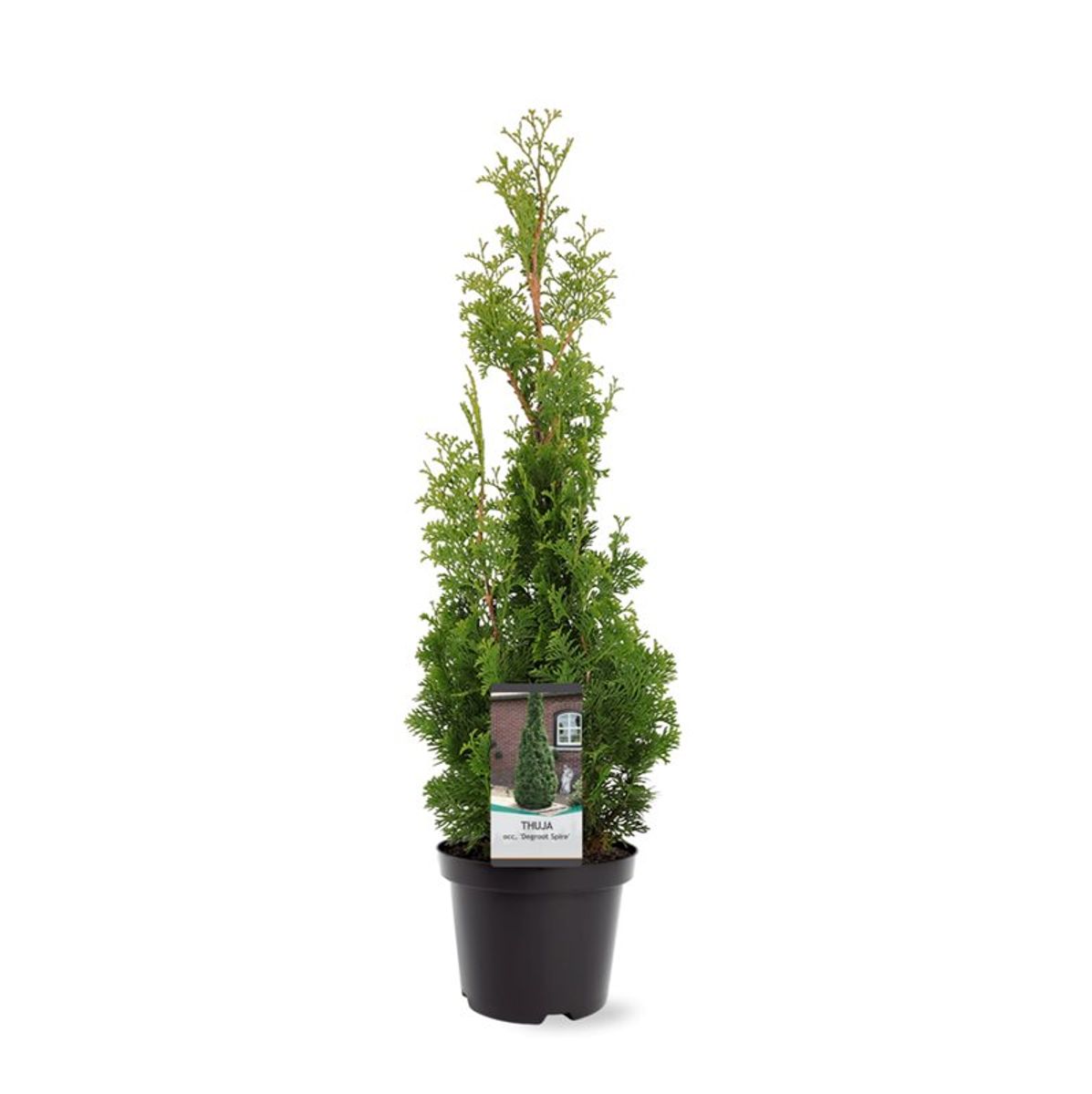 Thuja occidentalis 'Degroot's Spire' — Plant Wholesale FlorAccess