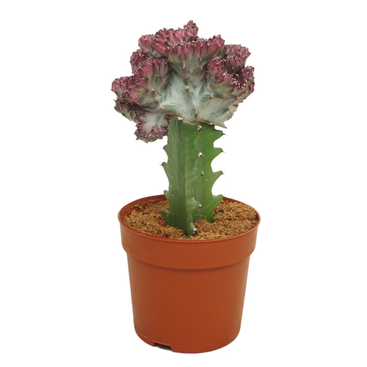 Euphorbia lactea 'Cristata' — Plant Wholesale FlorAccess