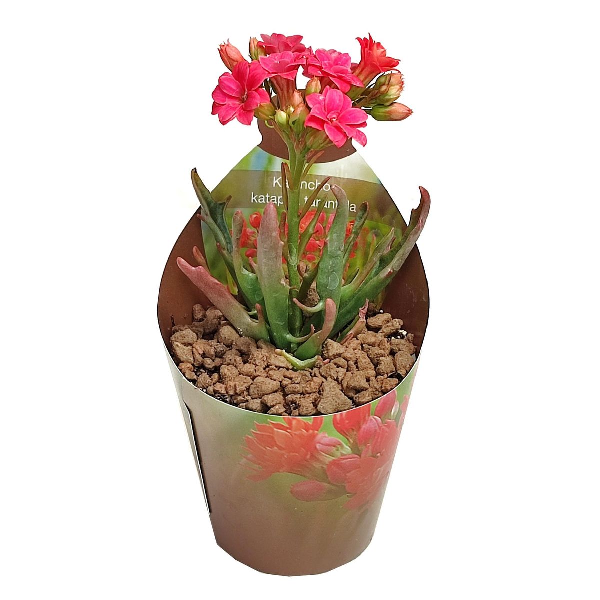 Kalanchoe TARANTULA — Plant Wholesale FlorAccess