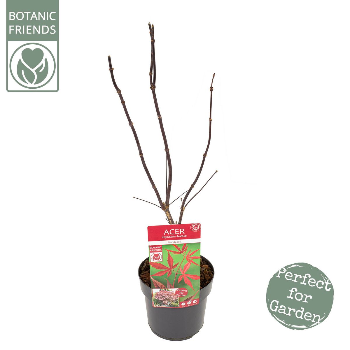Acer palmatum 'Bloodgood' — Plant Wholesale FlorAccess