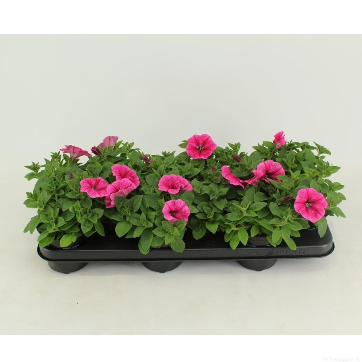 Petunia POTUNIA PLUS PINKALICIOUS — Plant Wholesale FlorAccess