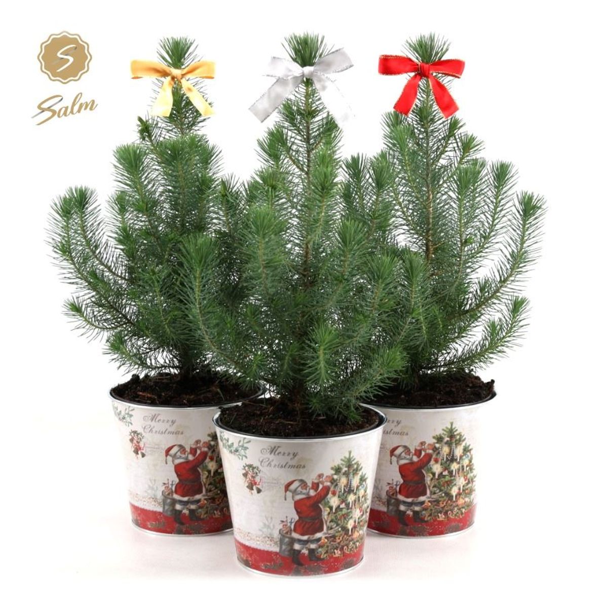 Pinus pinea 'Silver Crest' — Plant Wholesale FlorAccess