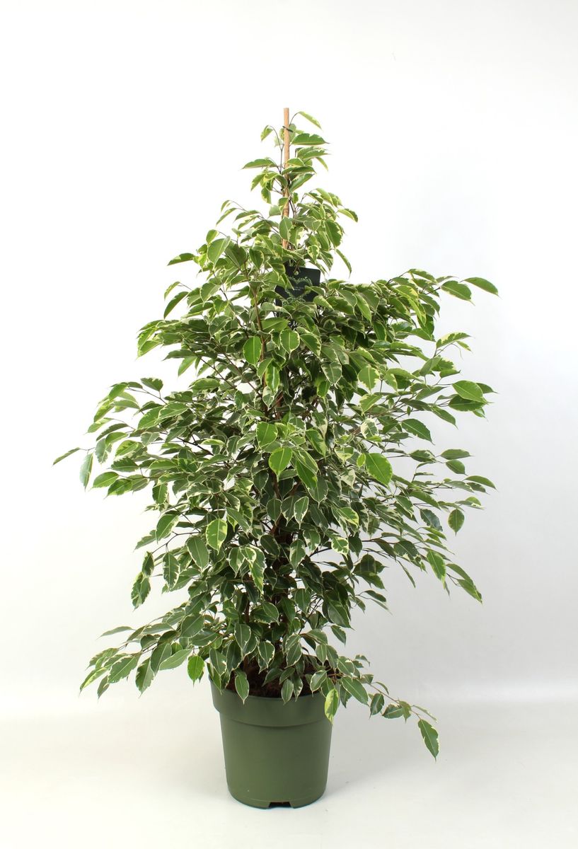 Ficus benjamina 'Golden King' — Plant Wholesale FlorAccess