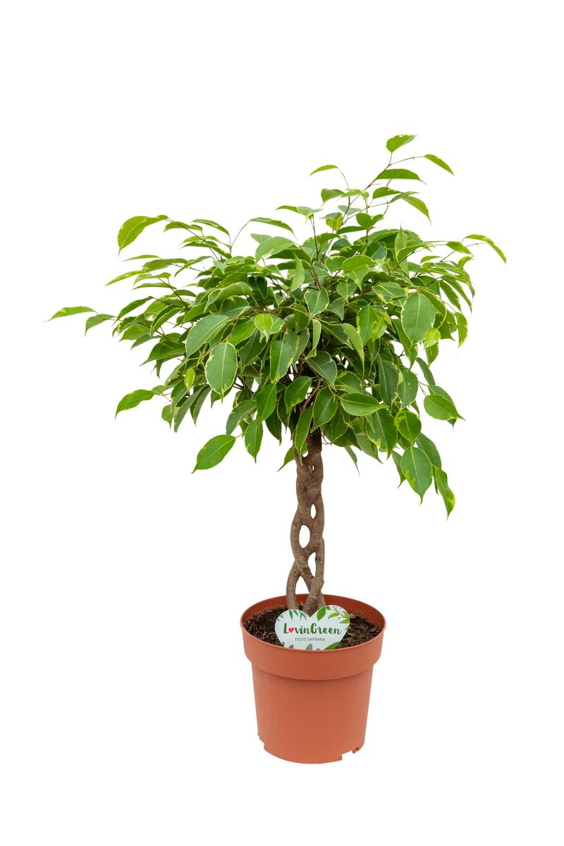 Ficus benjamina 'Golden King' — Plant Wholesale FlorAccess