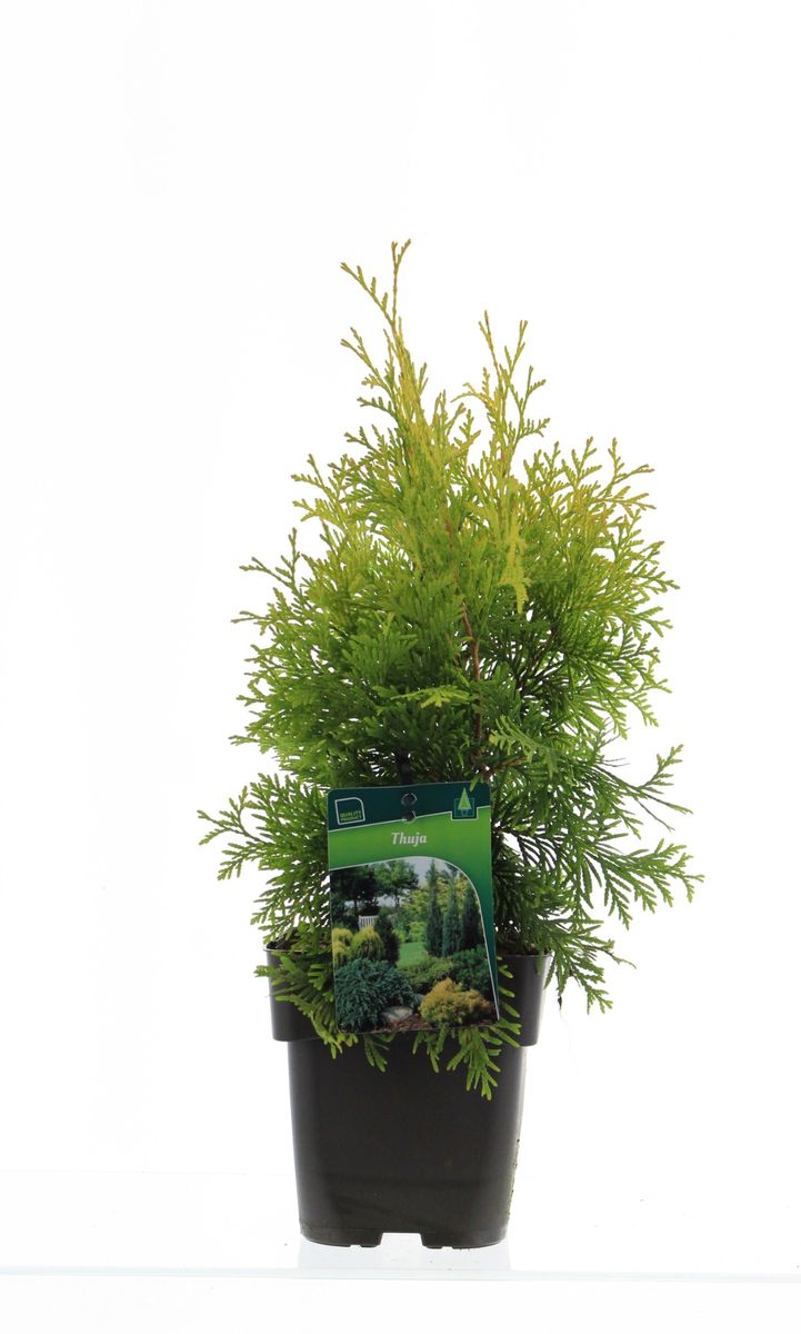 Thuja occidentalis 'Yellow Ribbon' — Plant Wholesale FlorAccess
