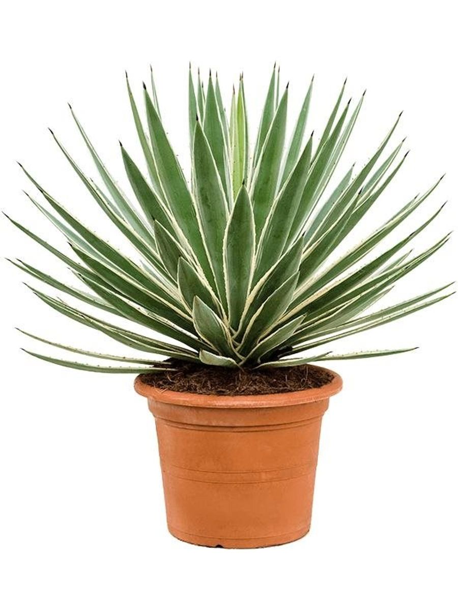 Agave angustifolia — Plant Wholesale FlorAccess