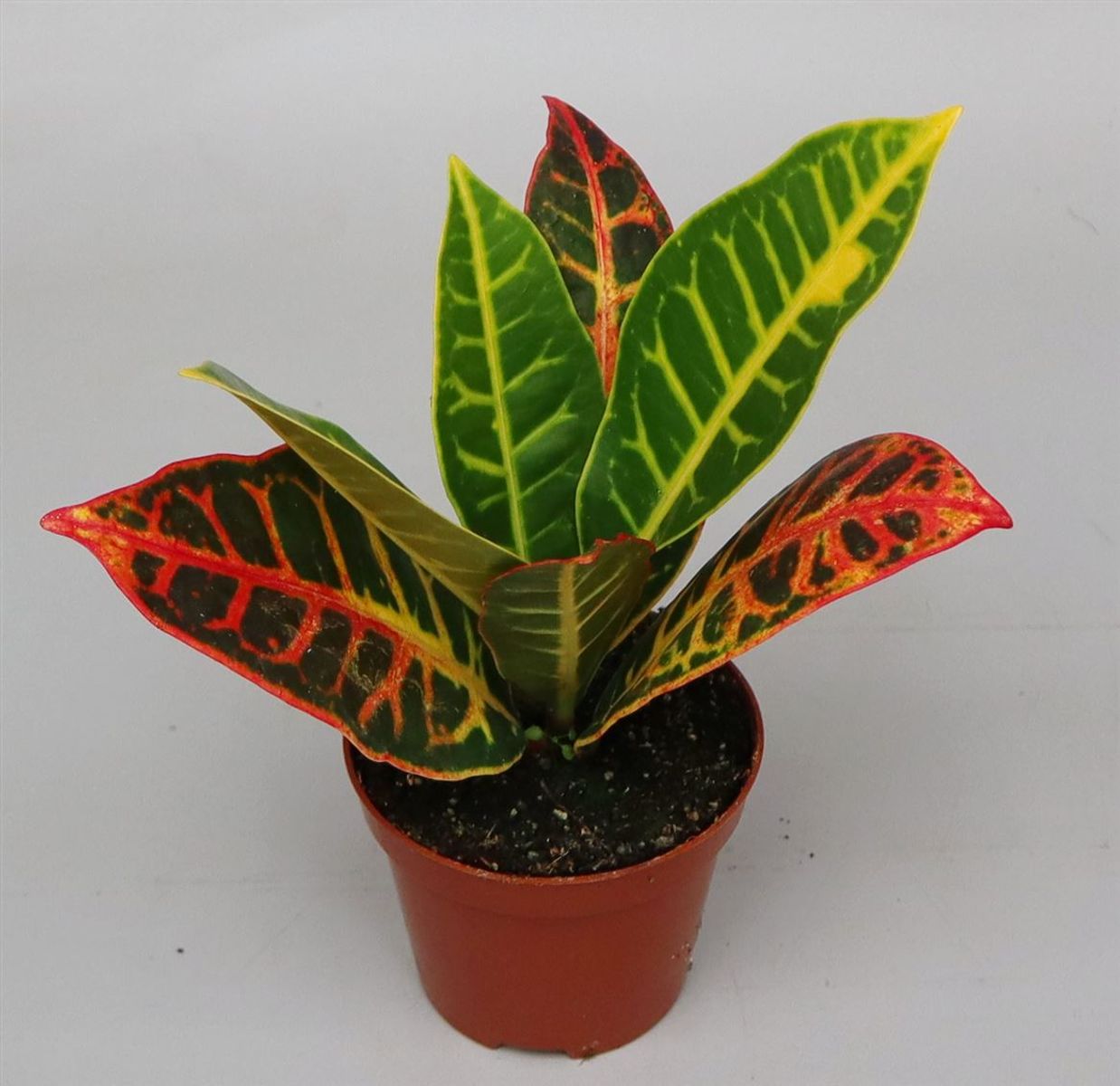 Codiaeum variegatum 'Petra' — Plant Wholesale FlorAccess