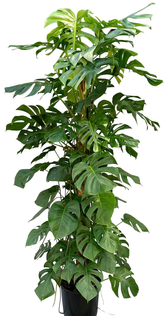 Monstera deliciosa — Grossiste en Plantes FlorAccess