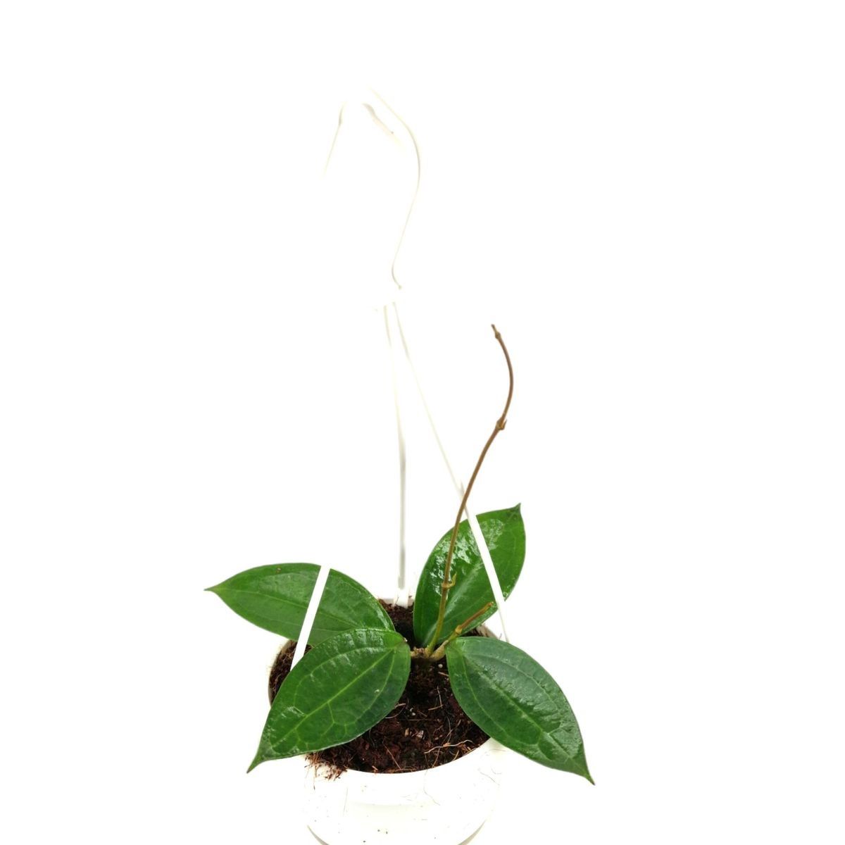 Hoya 'Timor' — Plant Wholesale FlorAccess