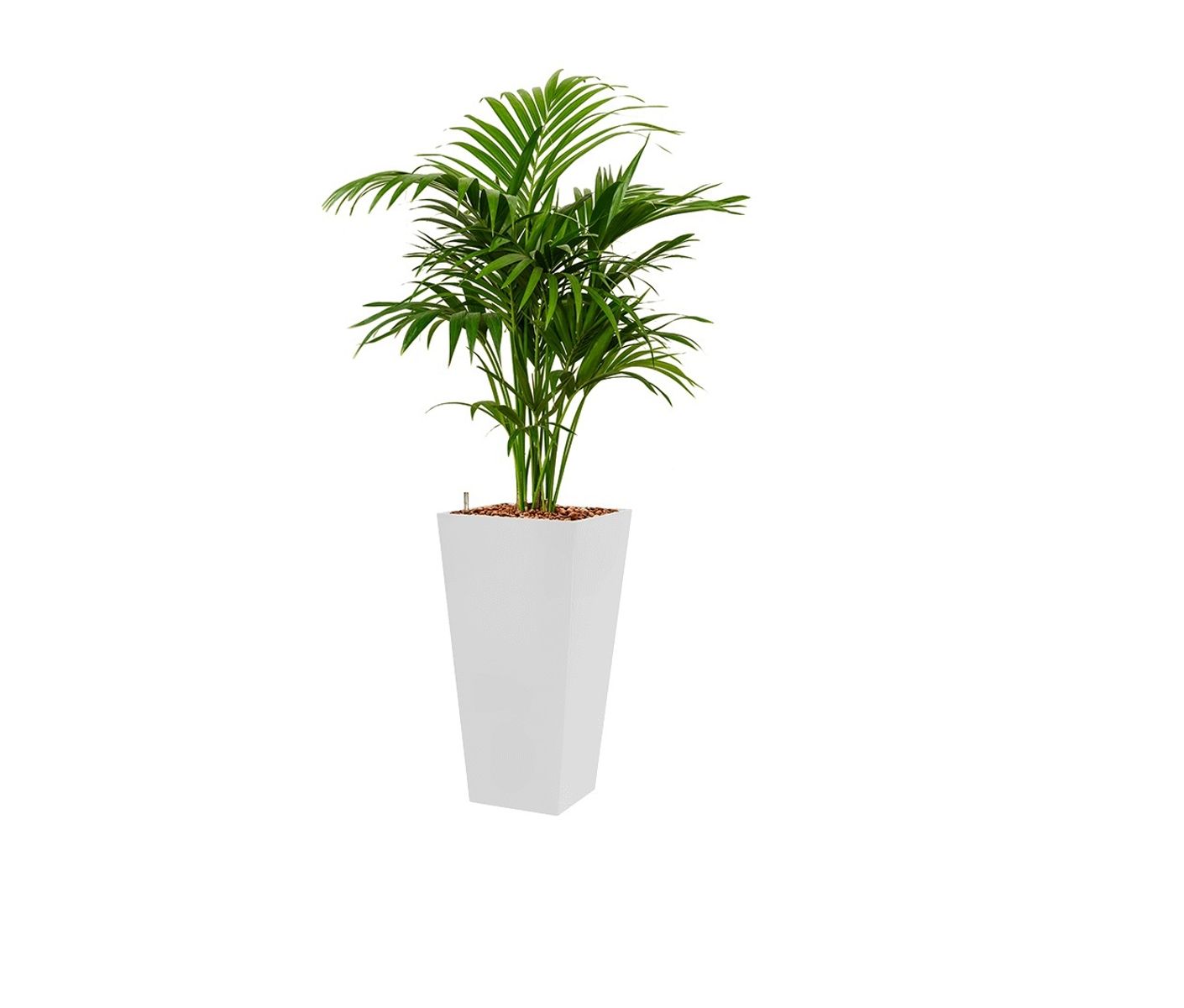 Howea forsteriana — Plant Wholesale FlorAccess