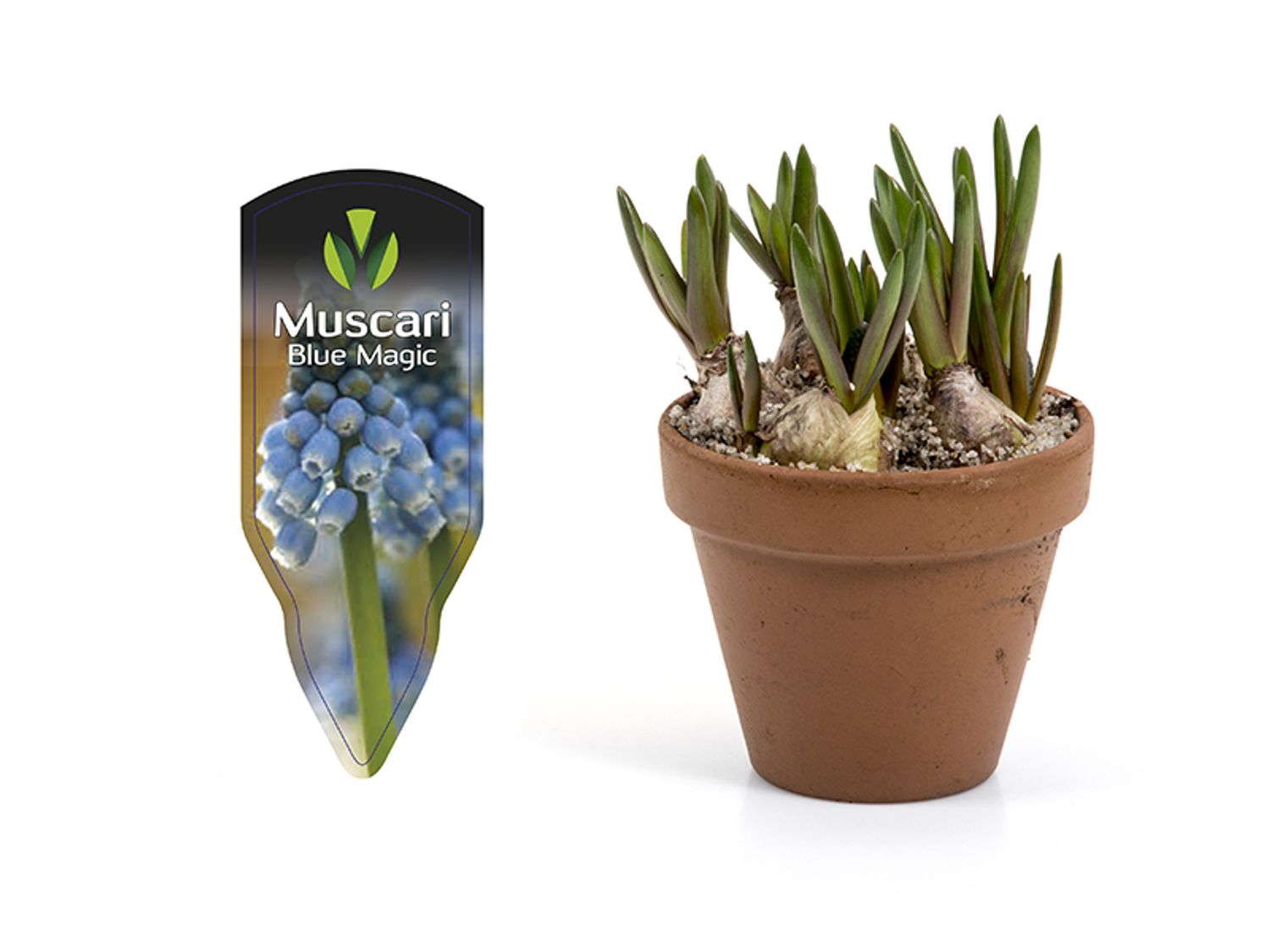 Muscari 'Blue Magic' — Plant Wholesale FlorAccess