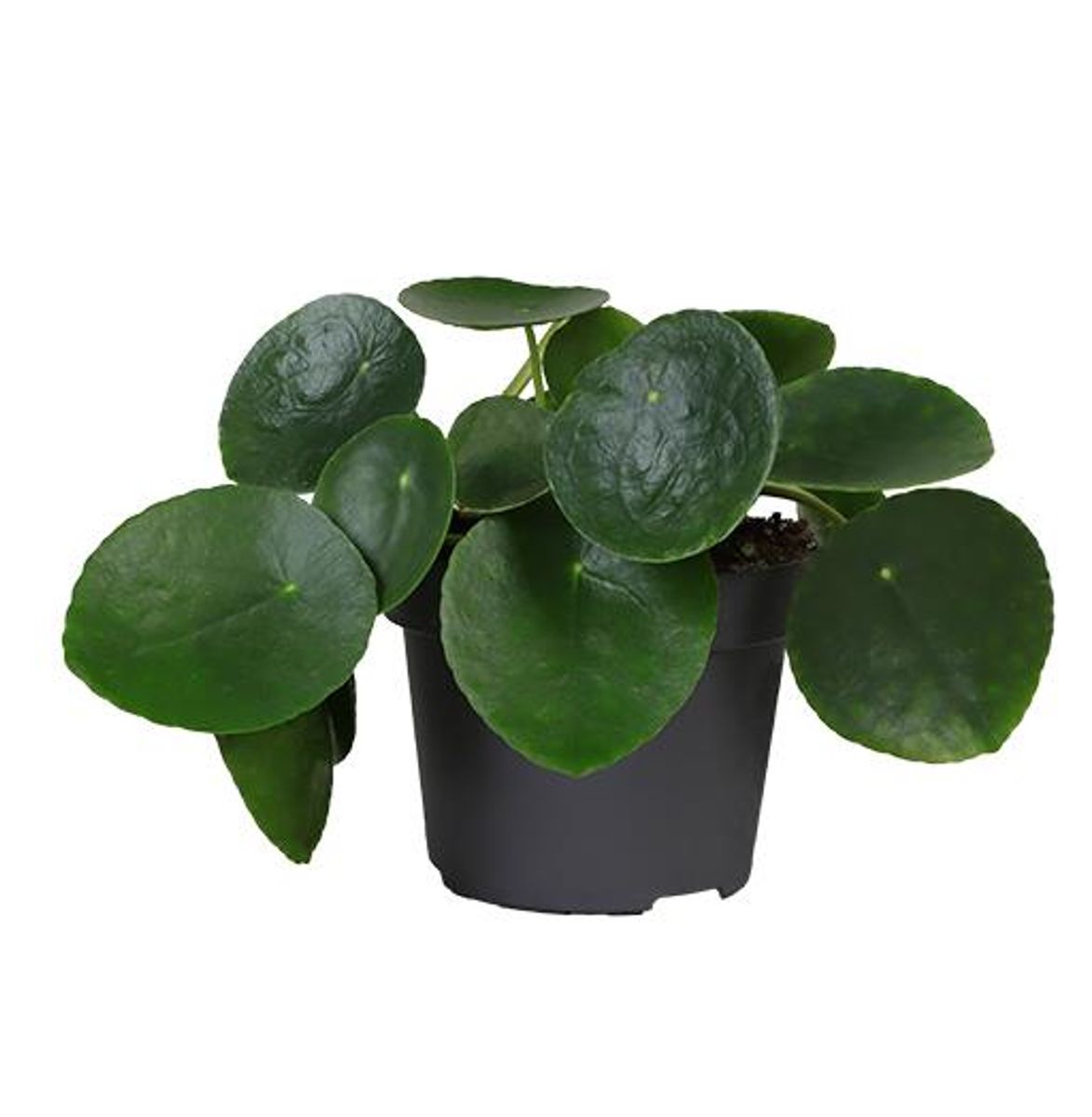 Pilea peperomioides — Plant Wholesale FlorAccess