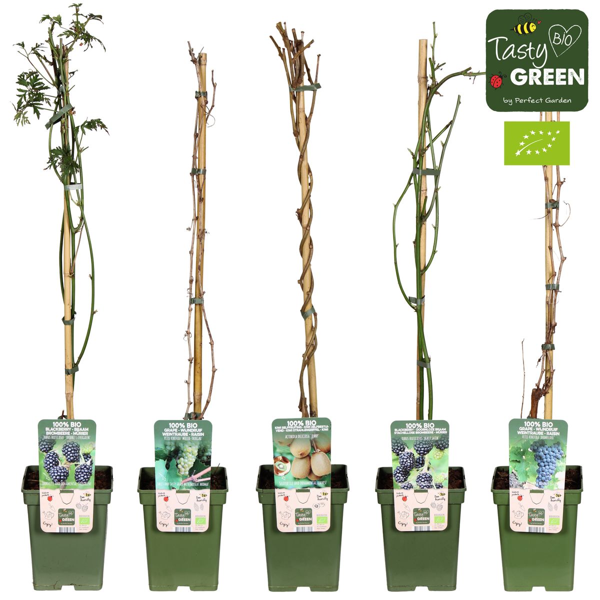 Climbers MIX — Plant Wholesale FlorAccess