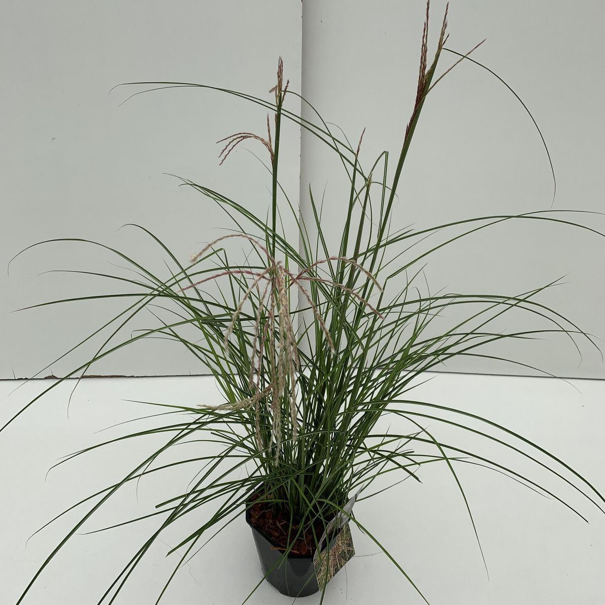 Miscanthus sinensis PINK CLOUD — Plant Wholesale FlorAccess