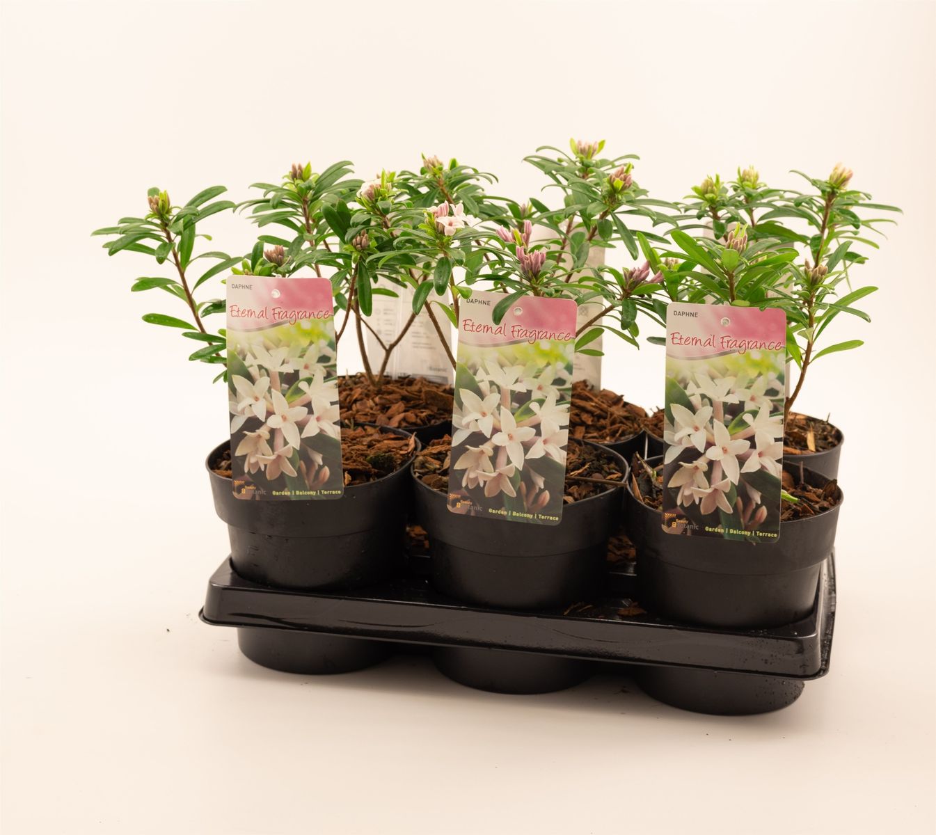 Daphne x transatlantica ETERNAL FRAGRANCE — Plant Wholesale FlorAccess