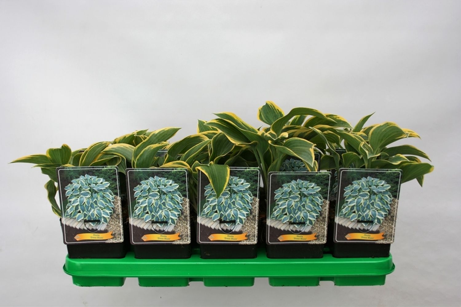 Hosta 'Dress Blues' — Plant Wholesale FlorAccess