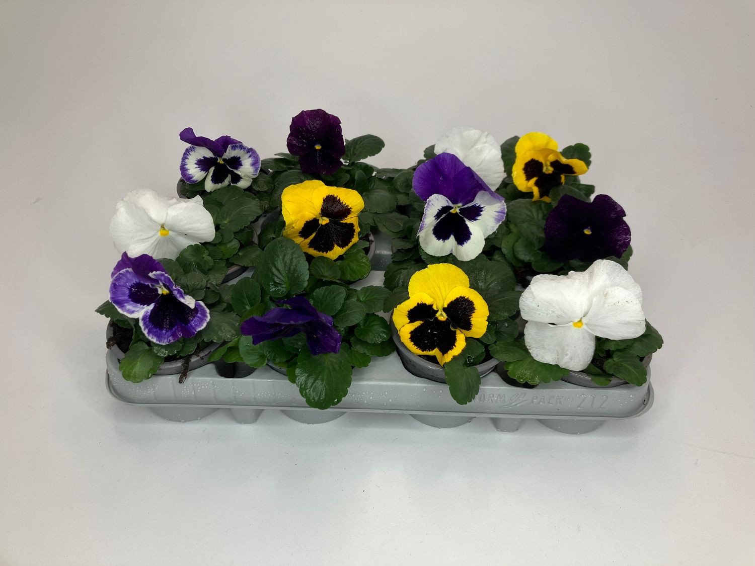 Viola x wittrockiana MIX — Plant Wholesale FlorAccess