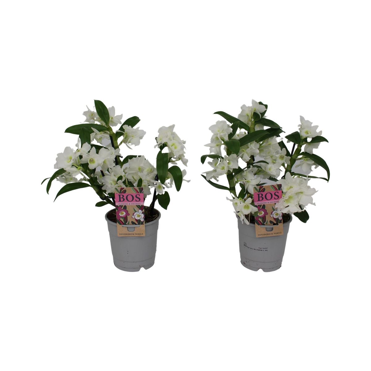 Dendrobium nobile SPRING DREAM STAR CLASS APOLLON — Plant Wholesale ...