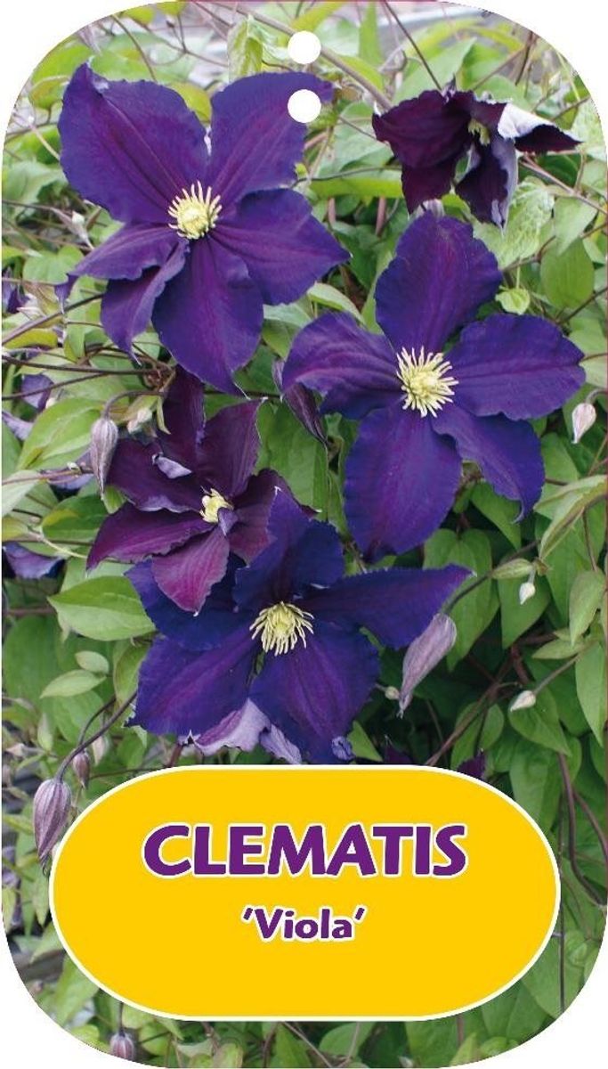 Clematis 'Viola' (LL) — Plant Wholesale FlorAccess
