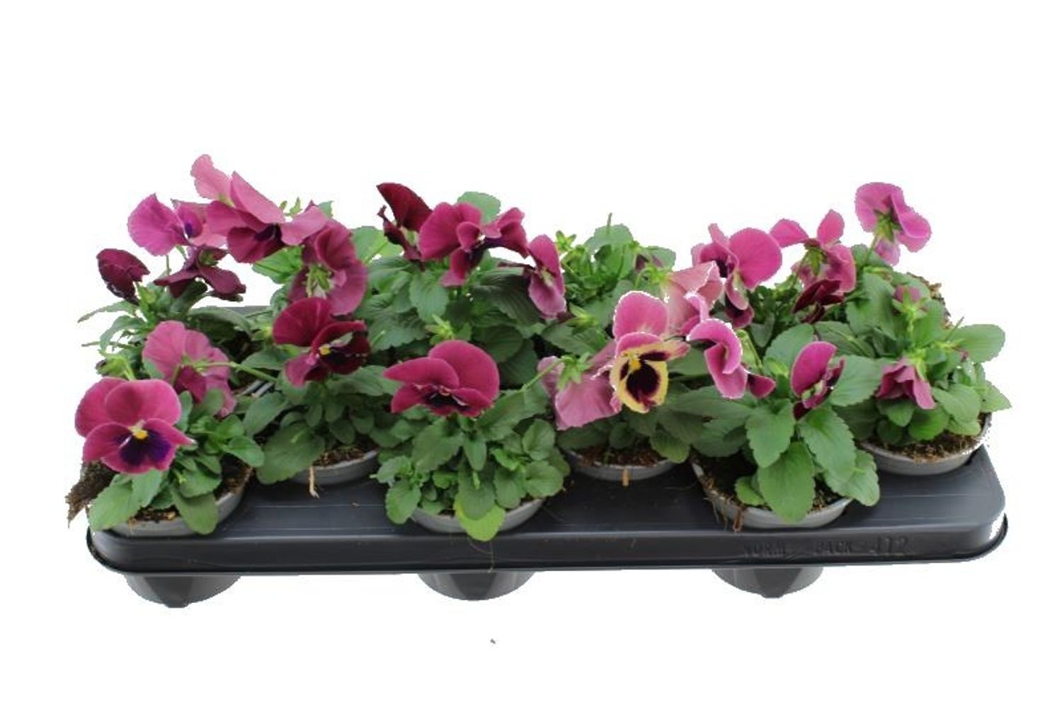 Viola x wittrockiana DELTA F1 ROSE WITH BLOTCH — Plant Wholesale FlorAccess