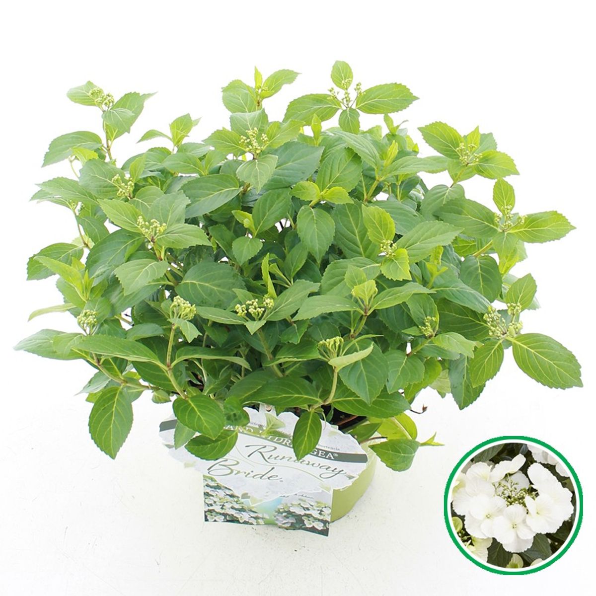 Hydrangea RUNAWAY BRIDE — Mayorista de plantas FlorAccess