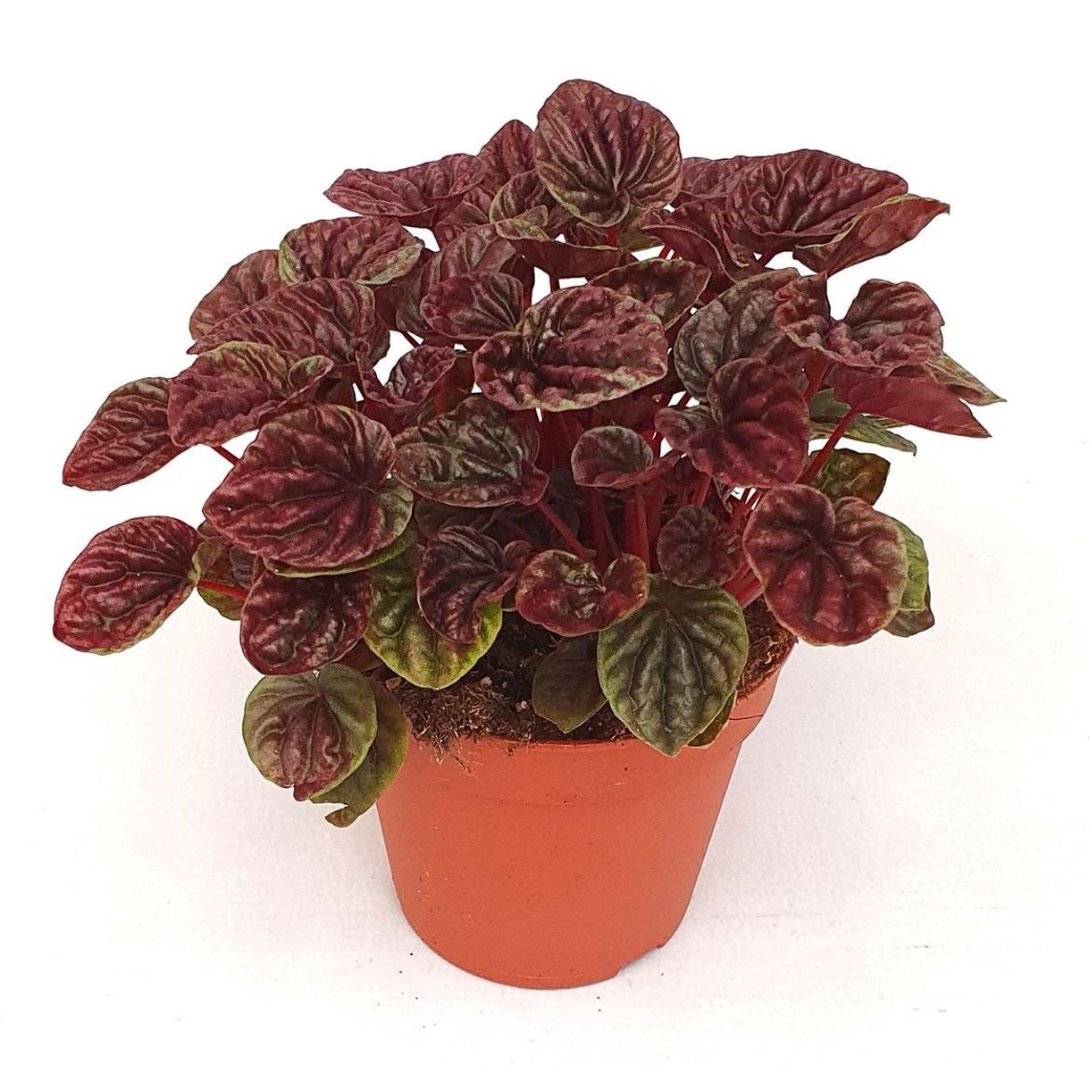 Peperomia caperata 'Red Luna' — Plant Wholesale FlorAccess