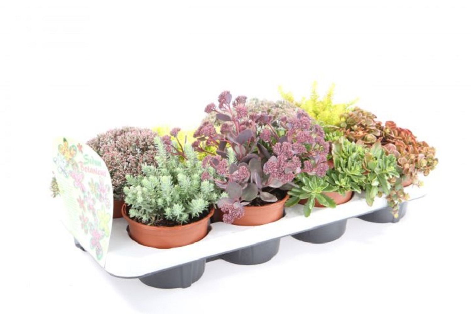 Sedum MIX — Bitkiler Toptan Satış FlorAccess