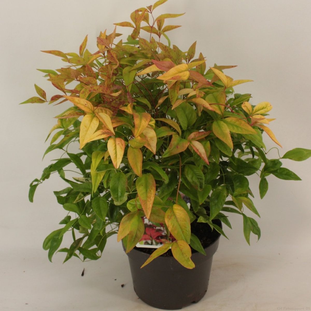 Nandina domestica 'Fire Power' — Plant Wholesale FlorAccess