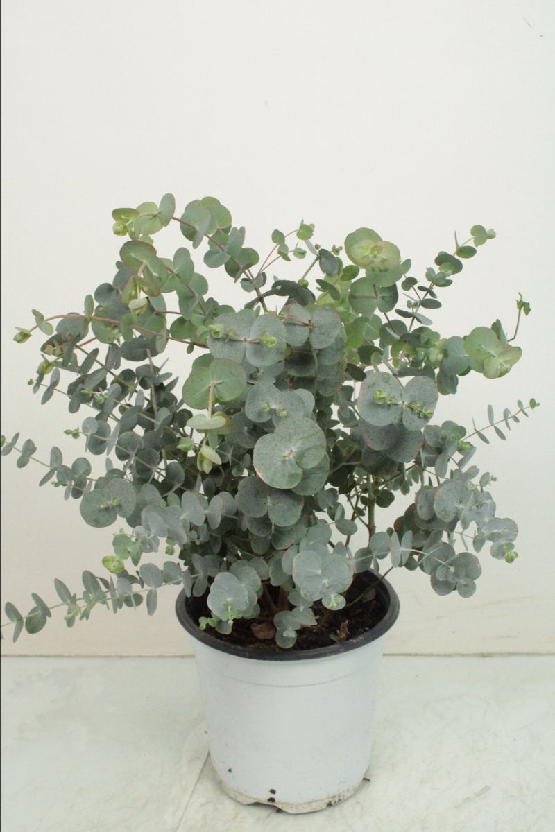 Eucalyptus cinerea 'Silver Dollar' — Plant Wholesale FlorAccess