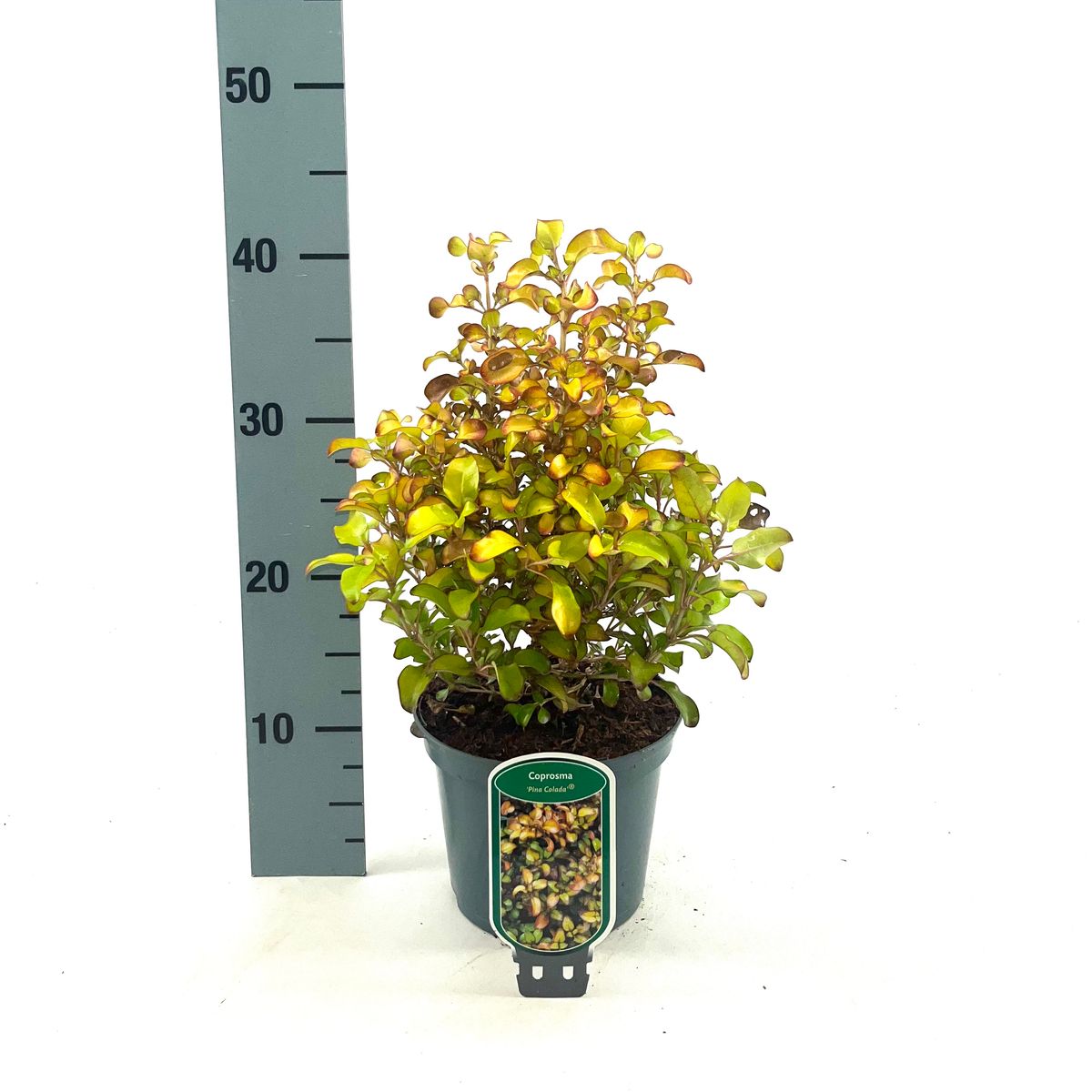Coprosma repens 'Pina Colada' — Pflanzengroßhandel FlorAccess