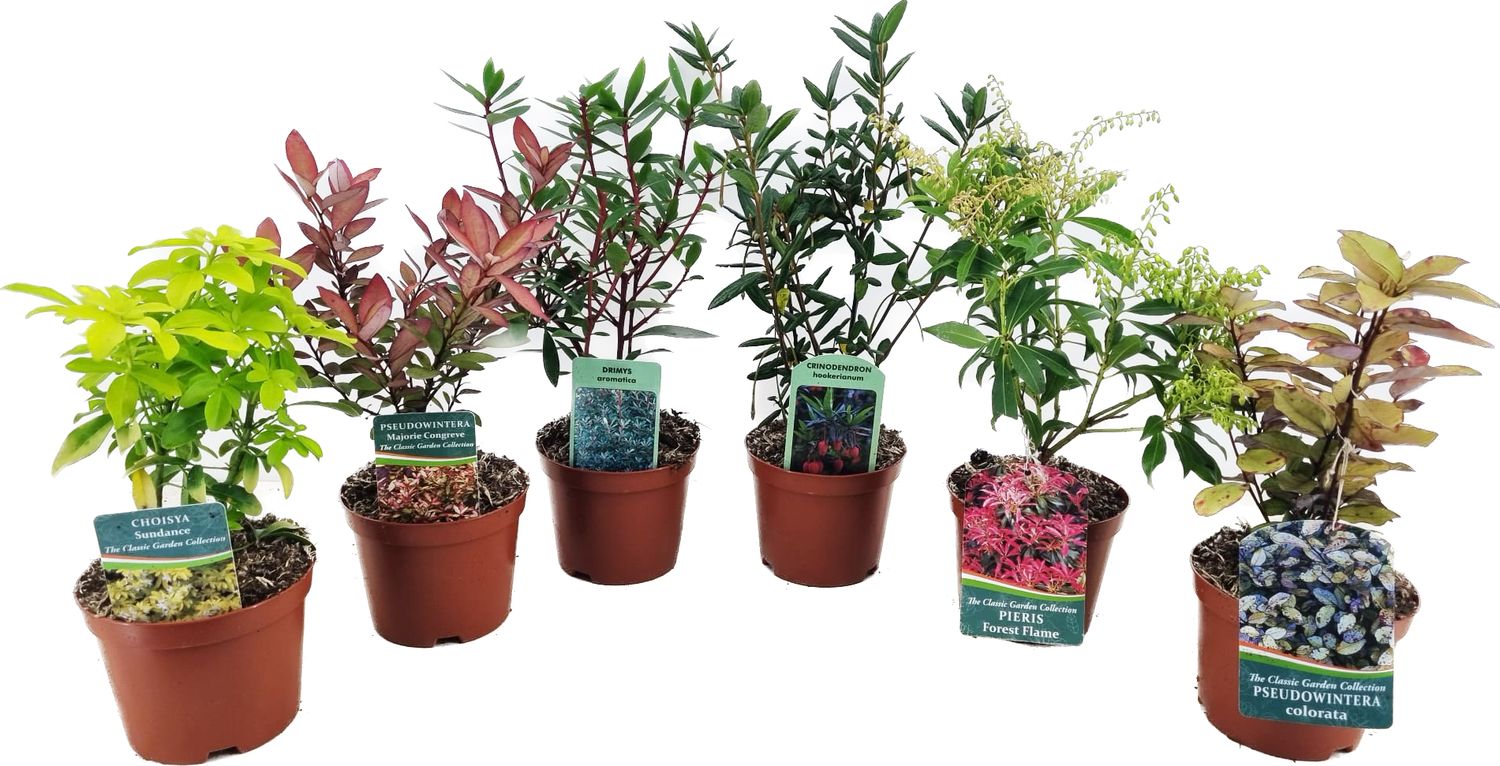Shrubs MIX — Plant Wholesale FlorAccess