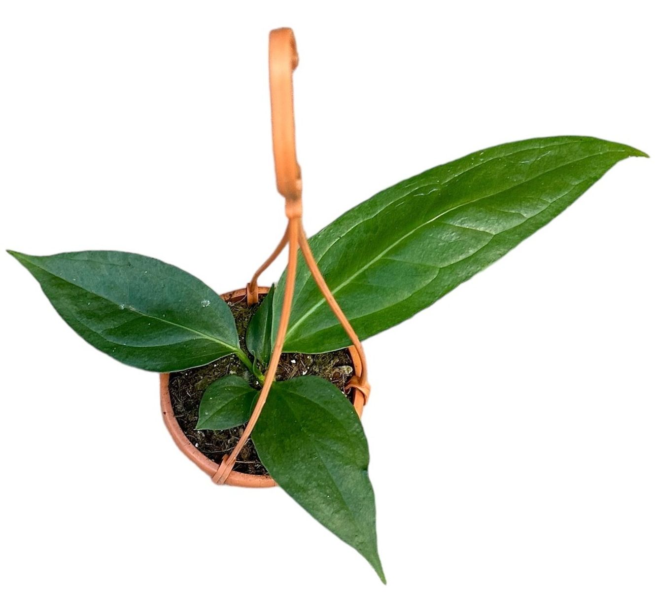 Anthurium 'Big Bill' — Groothandel in planten FlorAccess