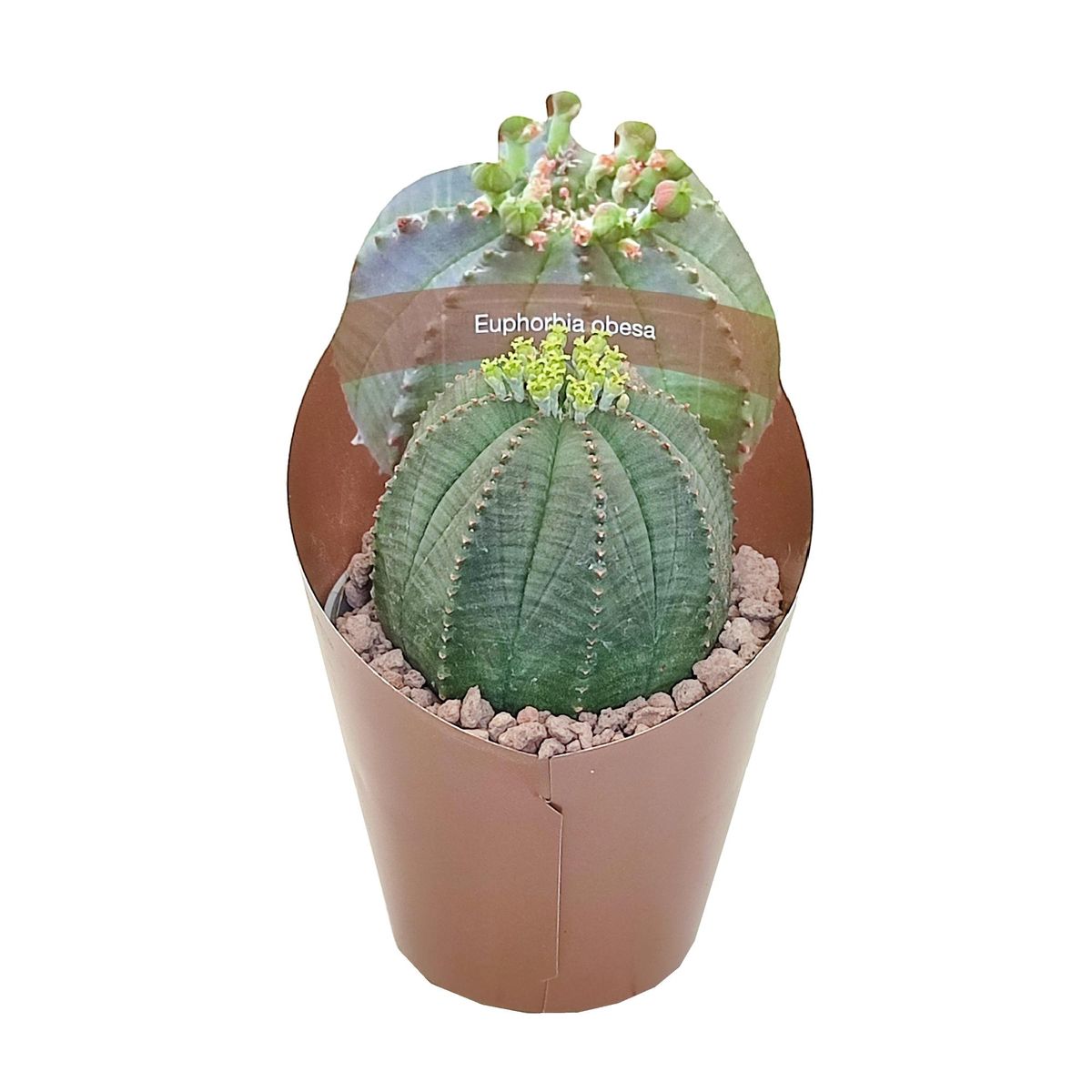 Euphorbia obesa — Plant Wholesale FlorAccess