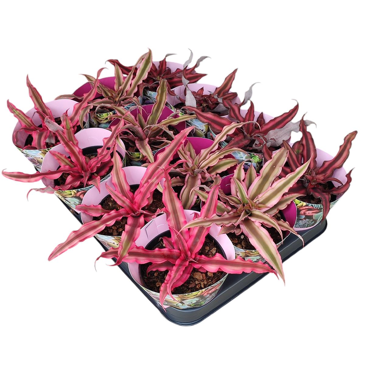 Cryptanthus MIX — Plant Wholesale FlorAccess