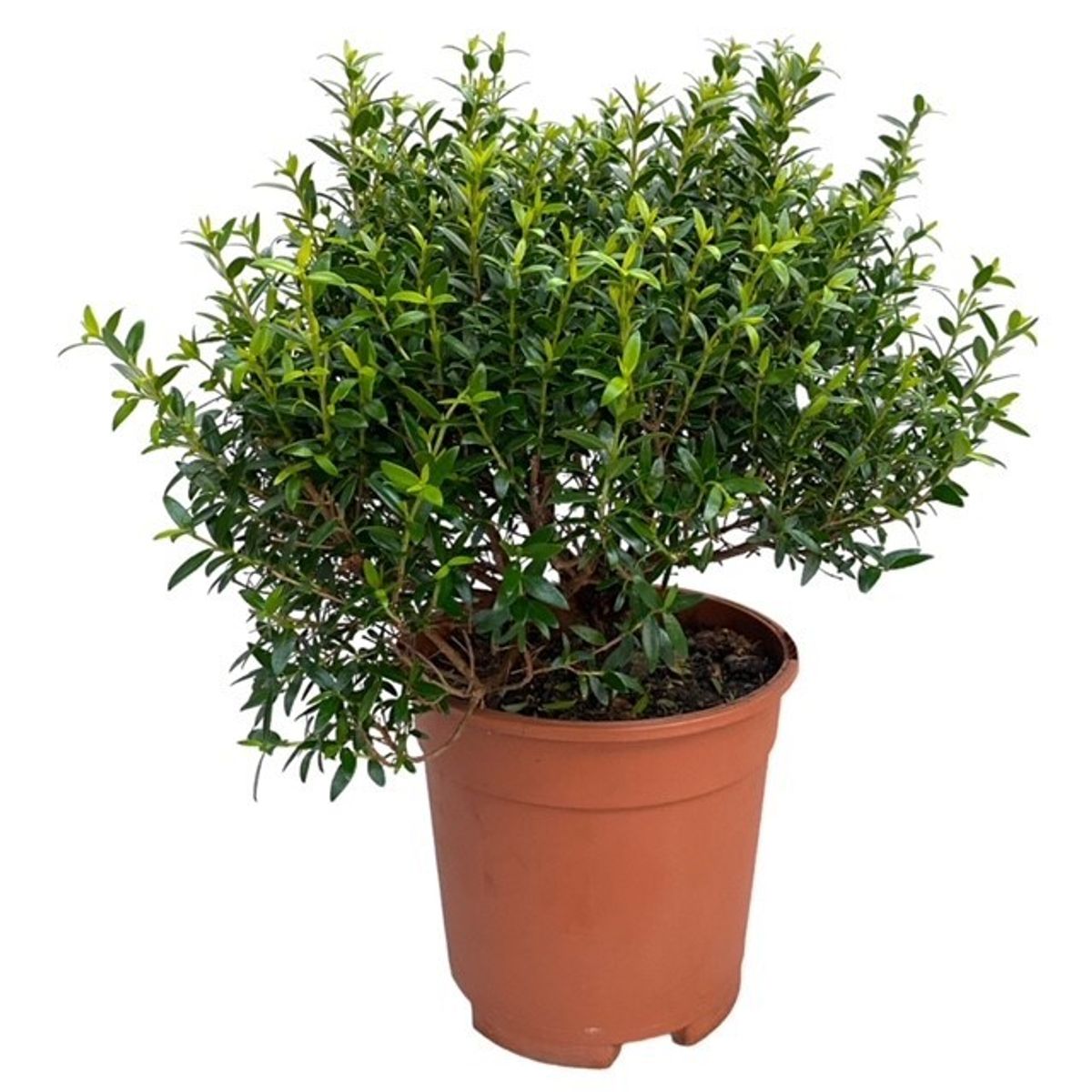 Myrtus communis — Plant Wholesale FlorAccess