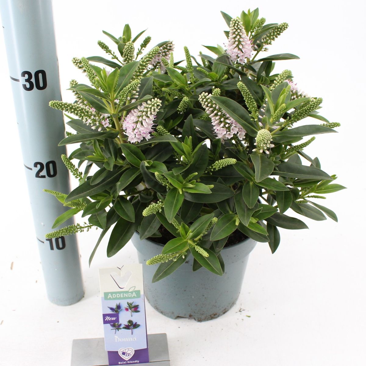 Hebe ADDENDA EARLY WHITE — Plant Wholesale FlorAccess