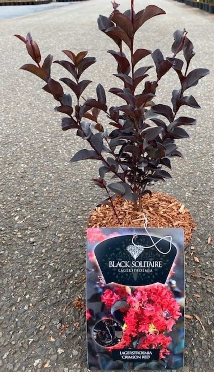 Lagerstroemia indica CRIMSON RED — Plant Wholesale FlorAccess