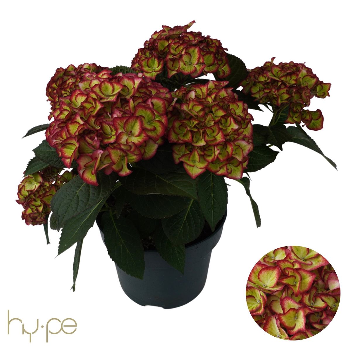 Hydrangea macrophylla HI MOON RED — Plant Wholesale FlorAccess
